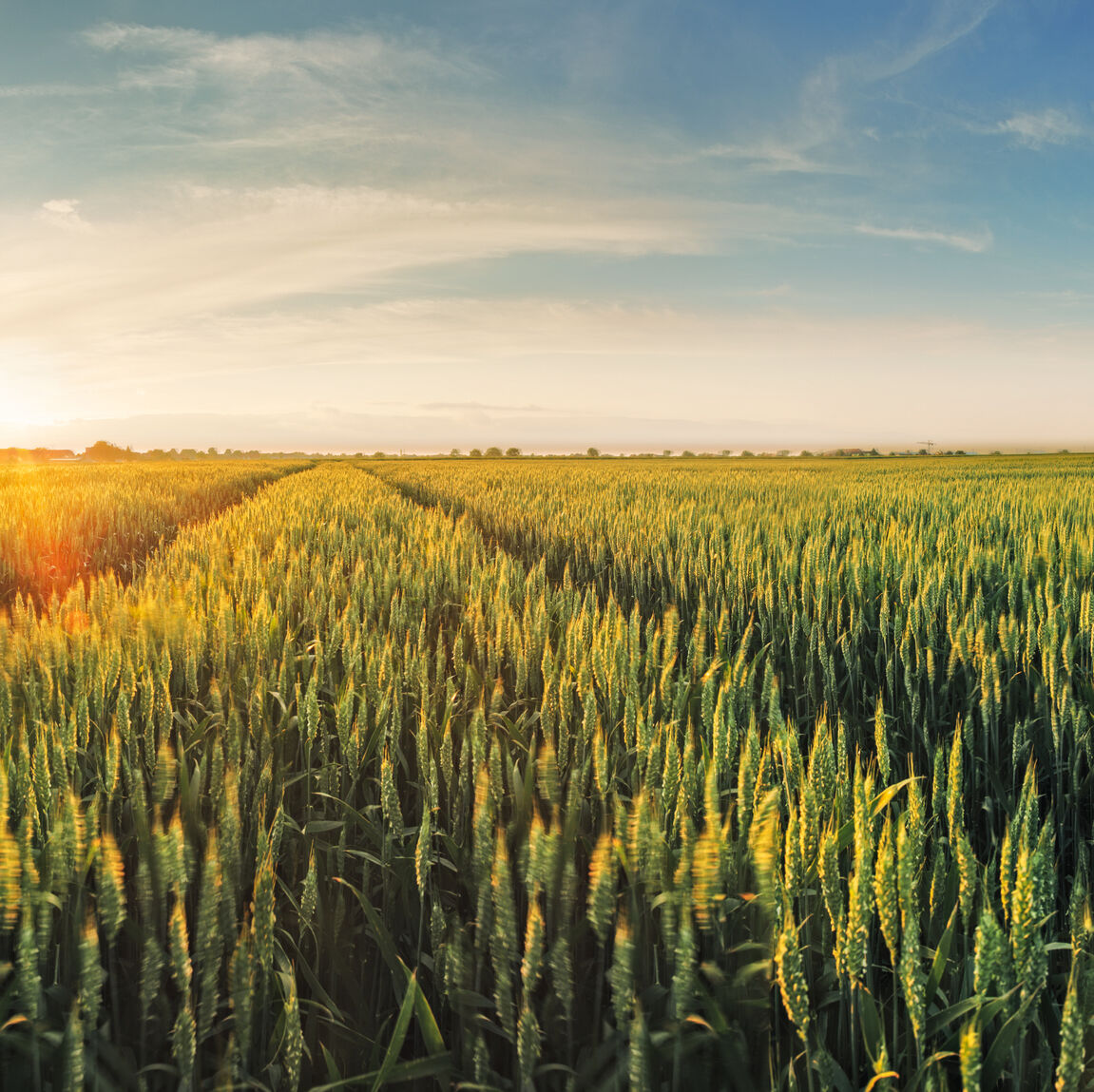 Biokop Trigo y otros cereales | Koppert Productos