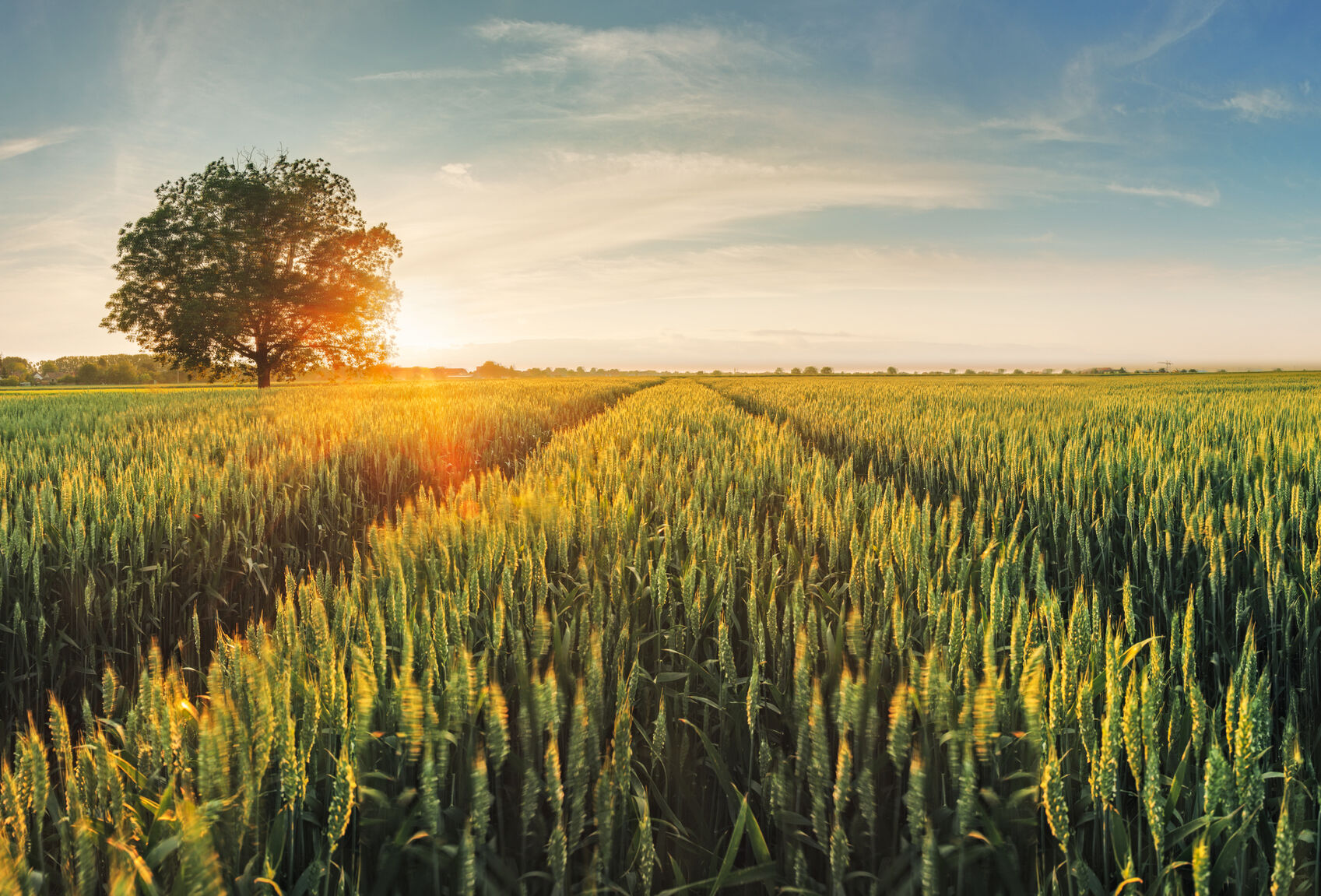 Biokop Trigo y otros cereales | Koppert Productos
