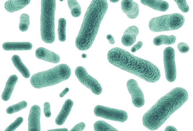 Nitrobac | Koppert Productos