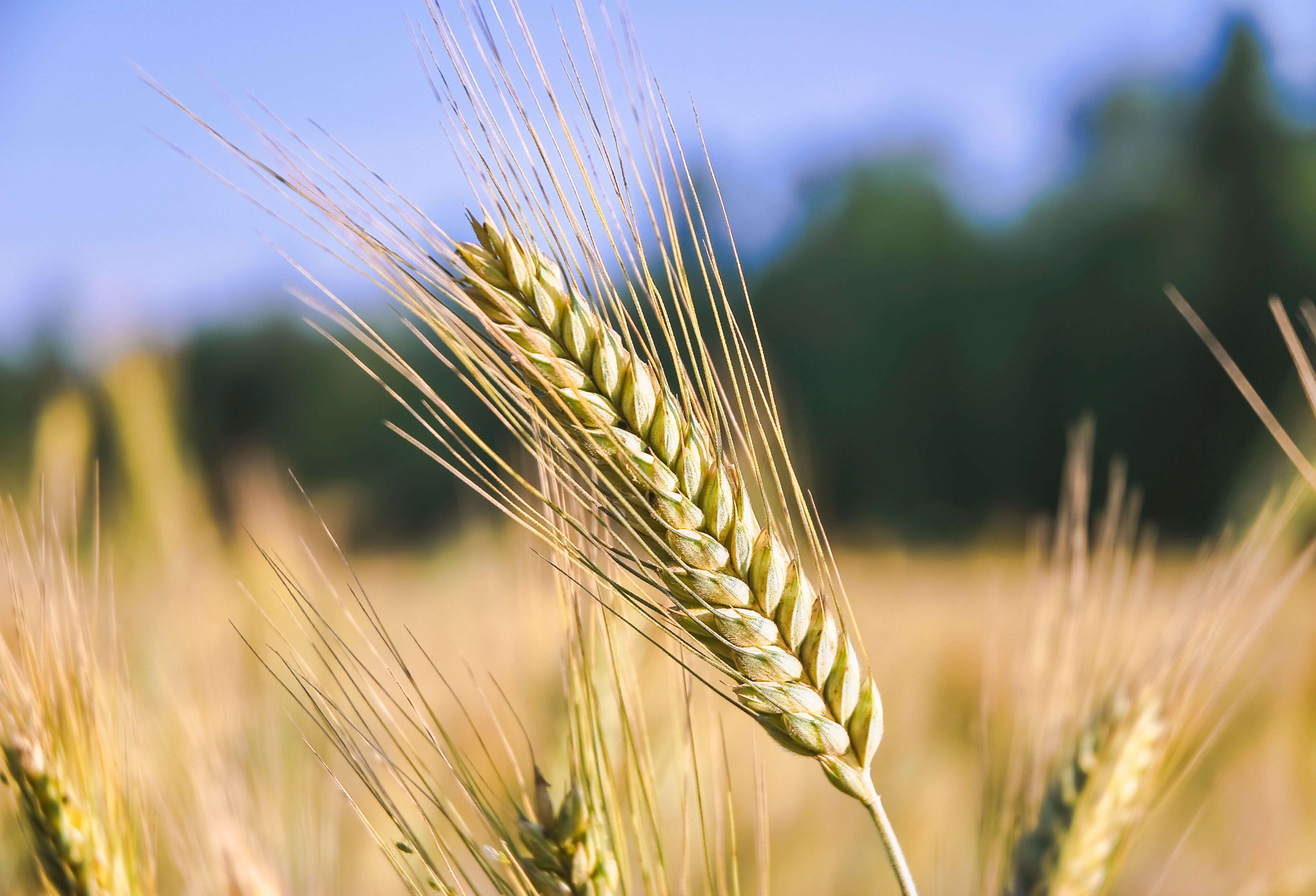 Centeno | Koppert Argentina