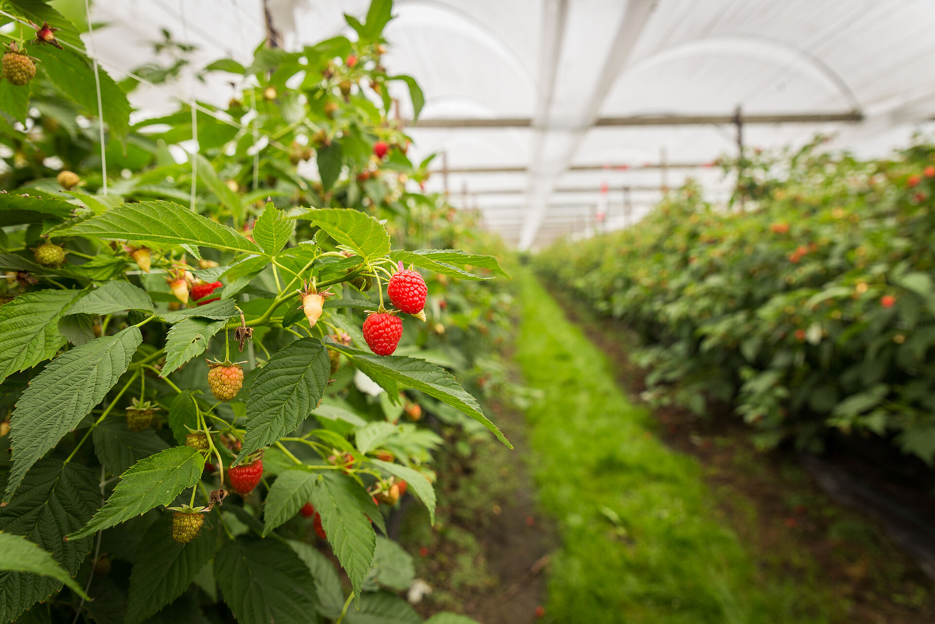 Frambuesa | Koppert Argentina