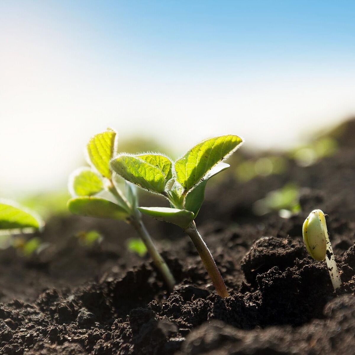 Bio 3 Force Pack Soja | Koppert Productos