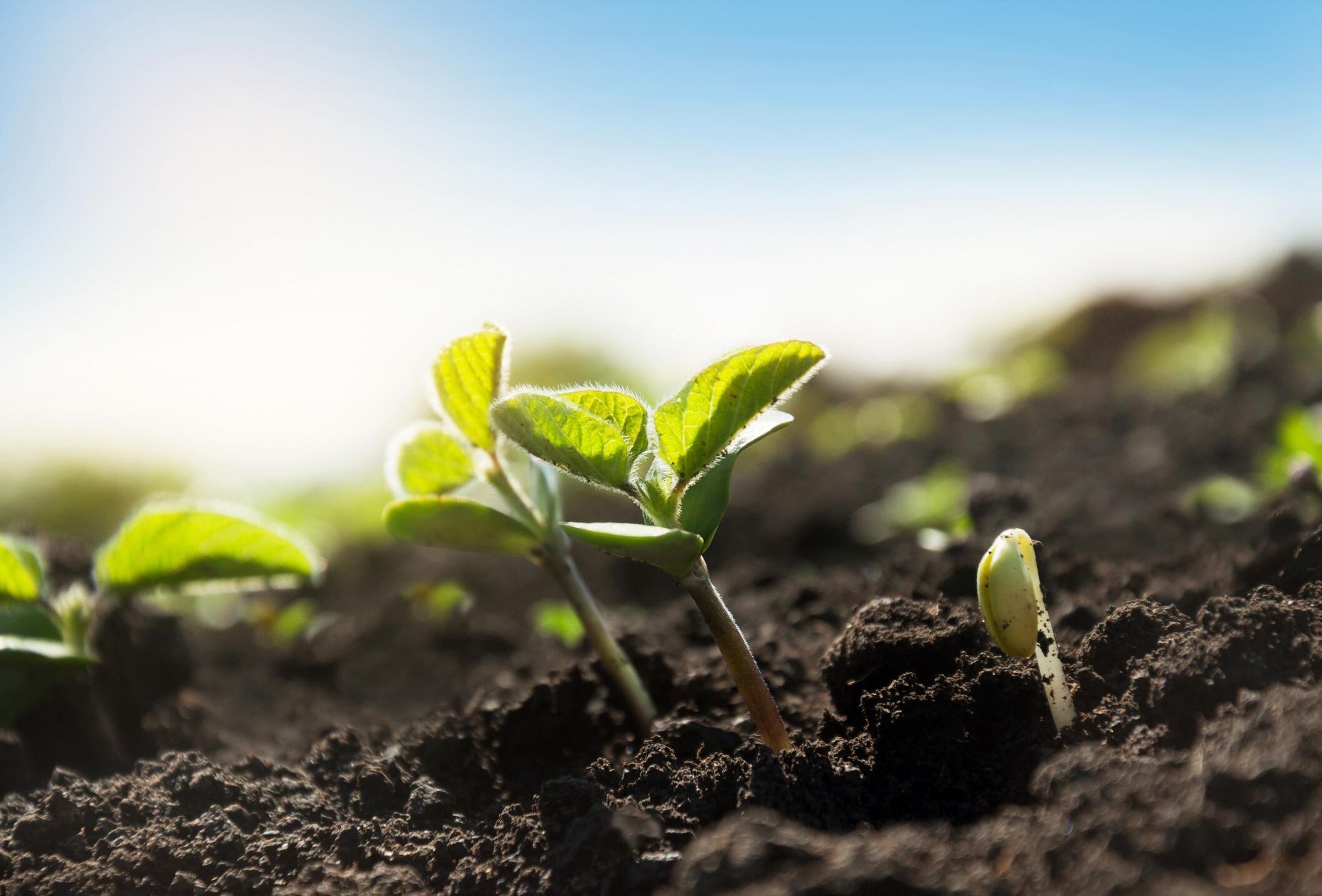 Bio 3 Force Pack Soja | Koppert Productos