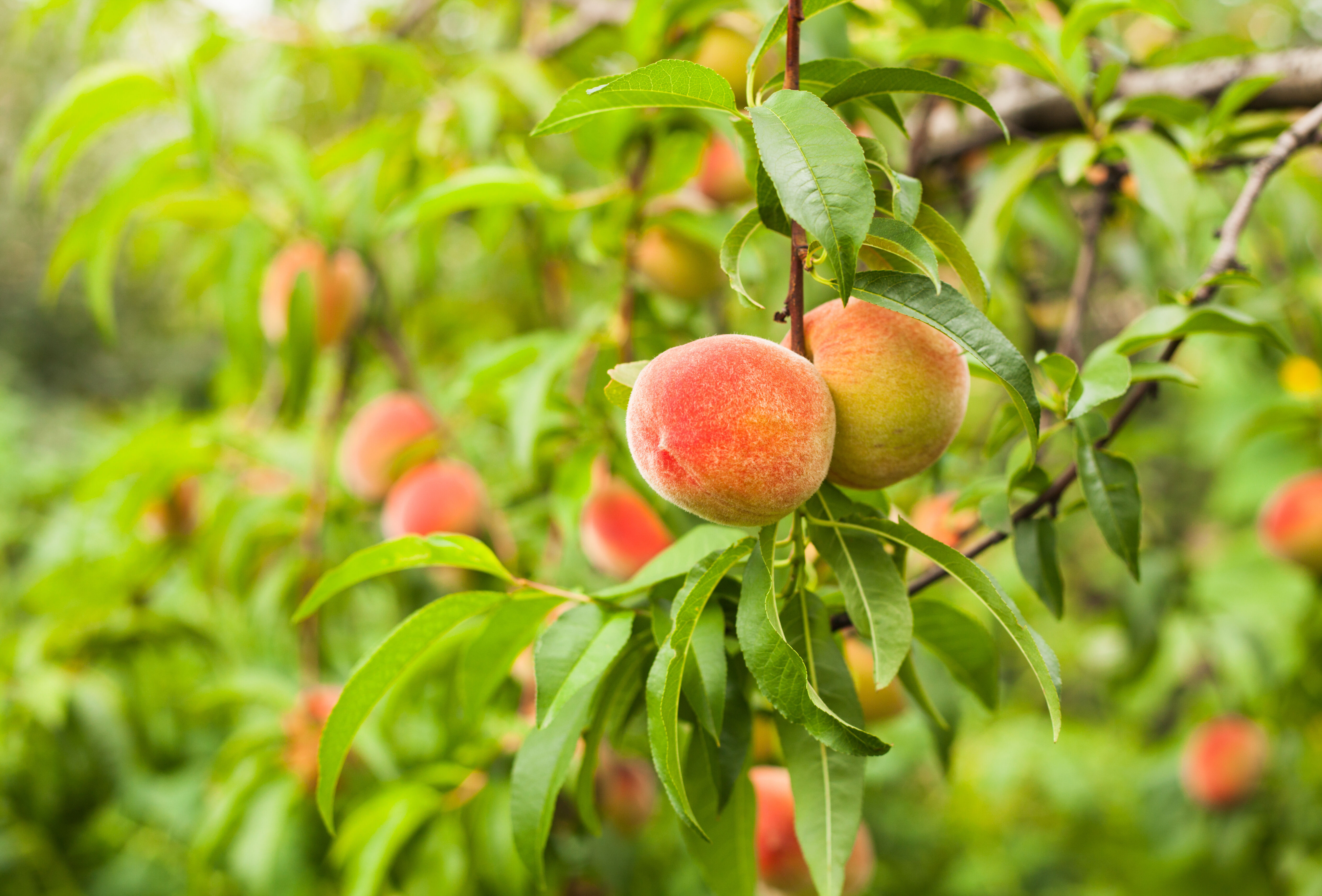 Melocotón | Koppert Argentina