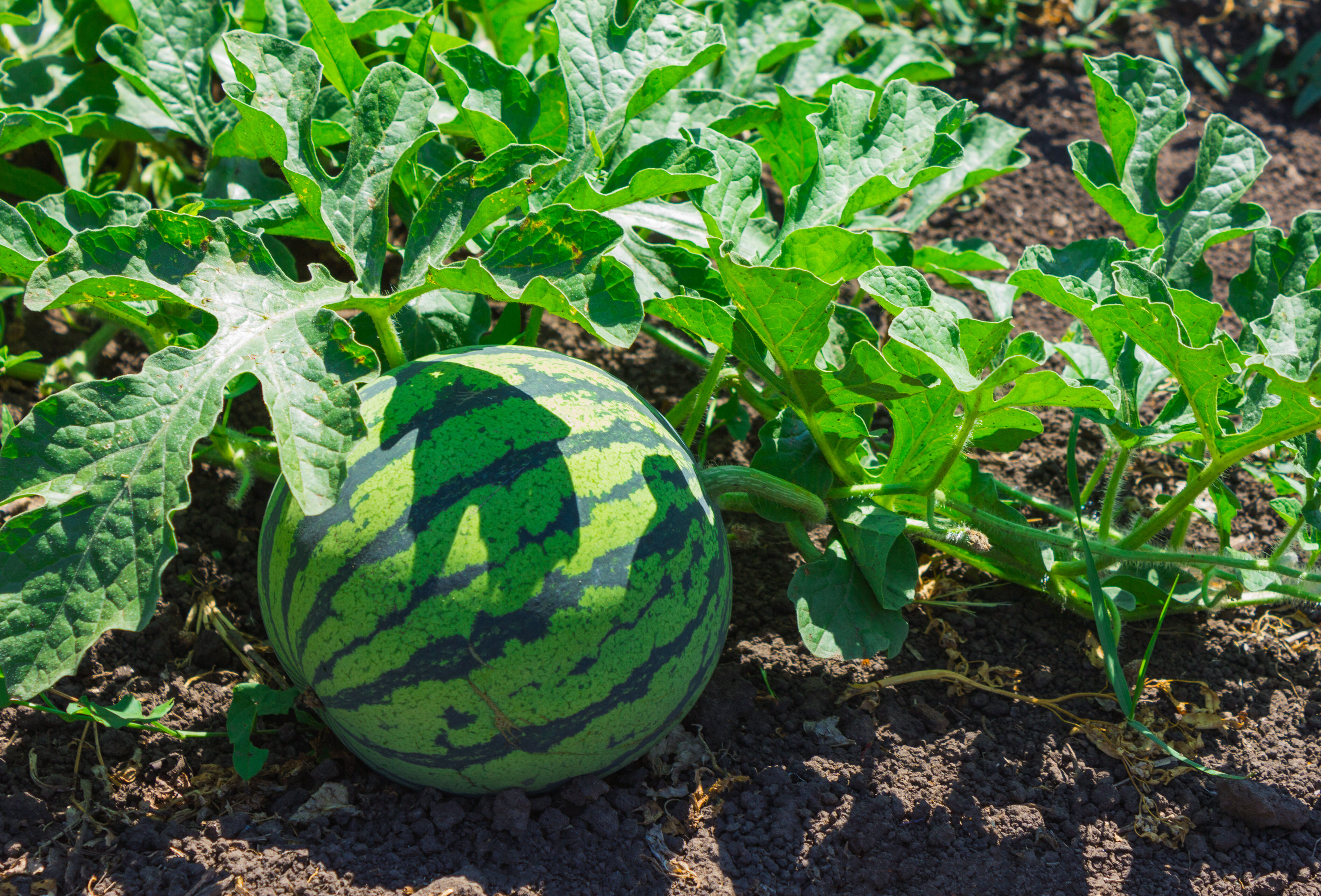 Melón | Koppert Argentina