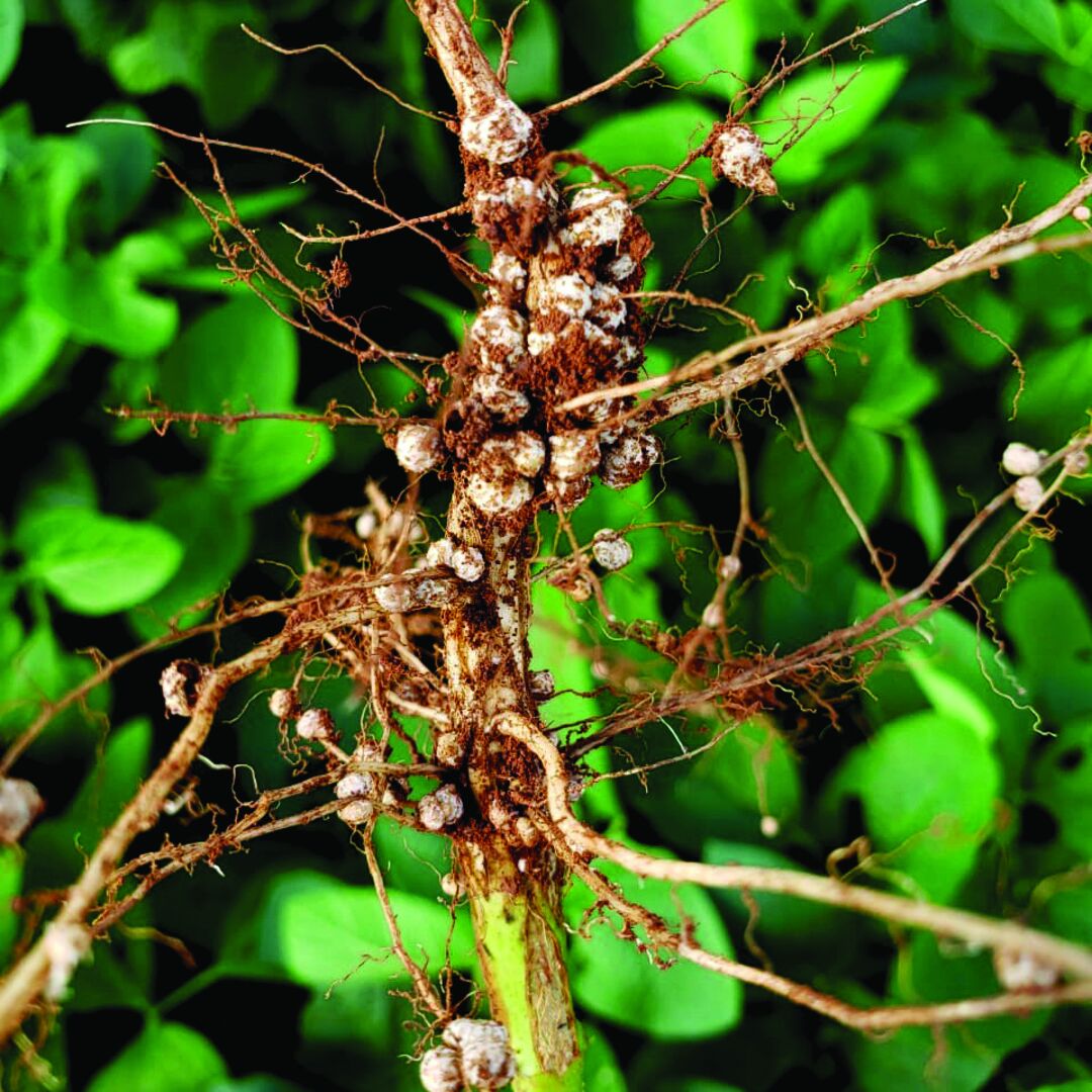 Biokop Pack Soja | Koppert Productos