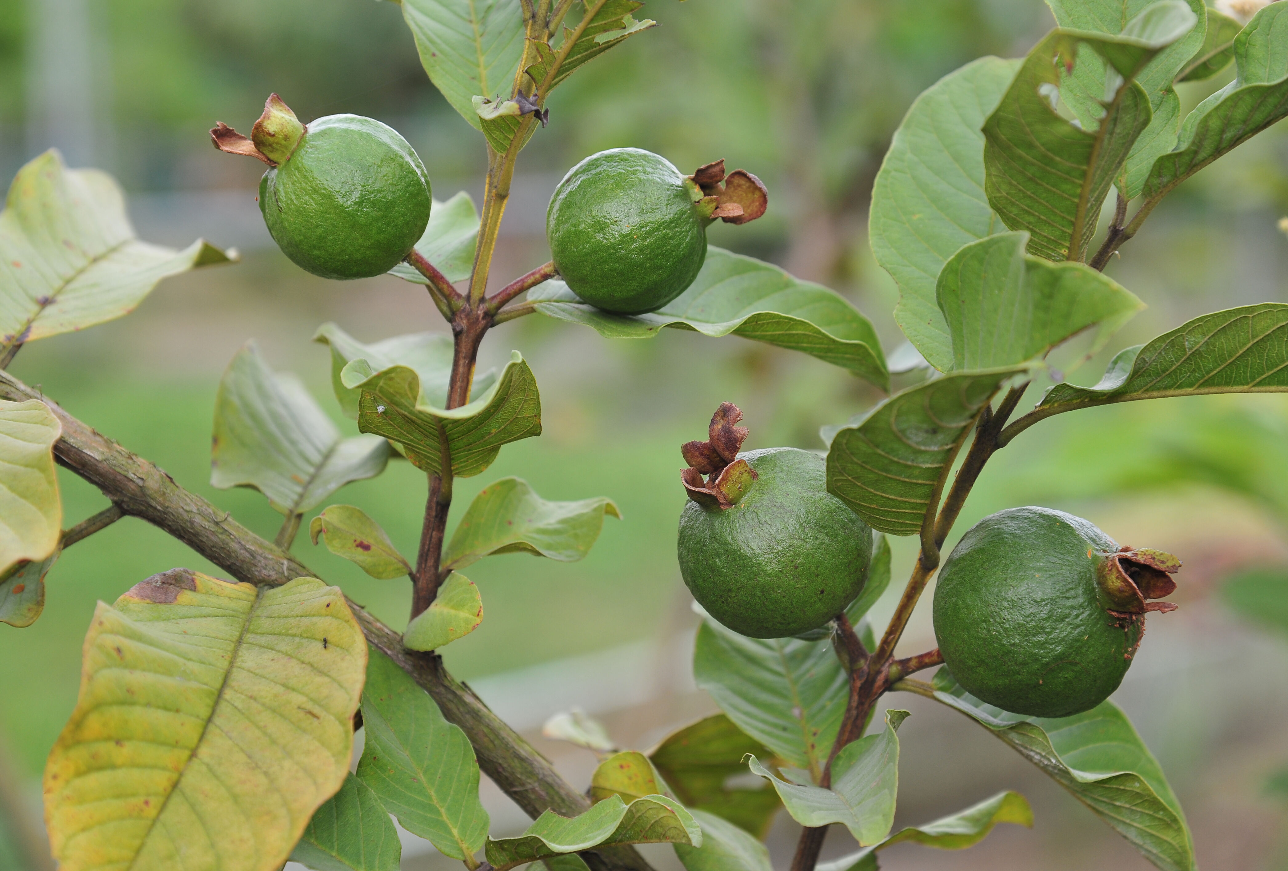Guayabo | Koppert Argentina