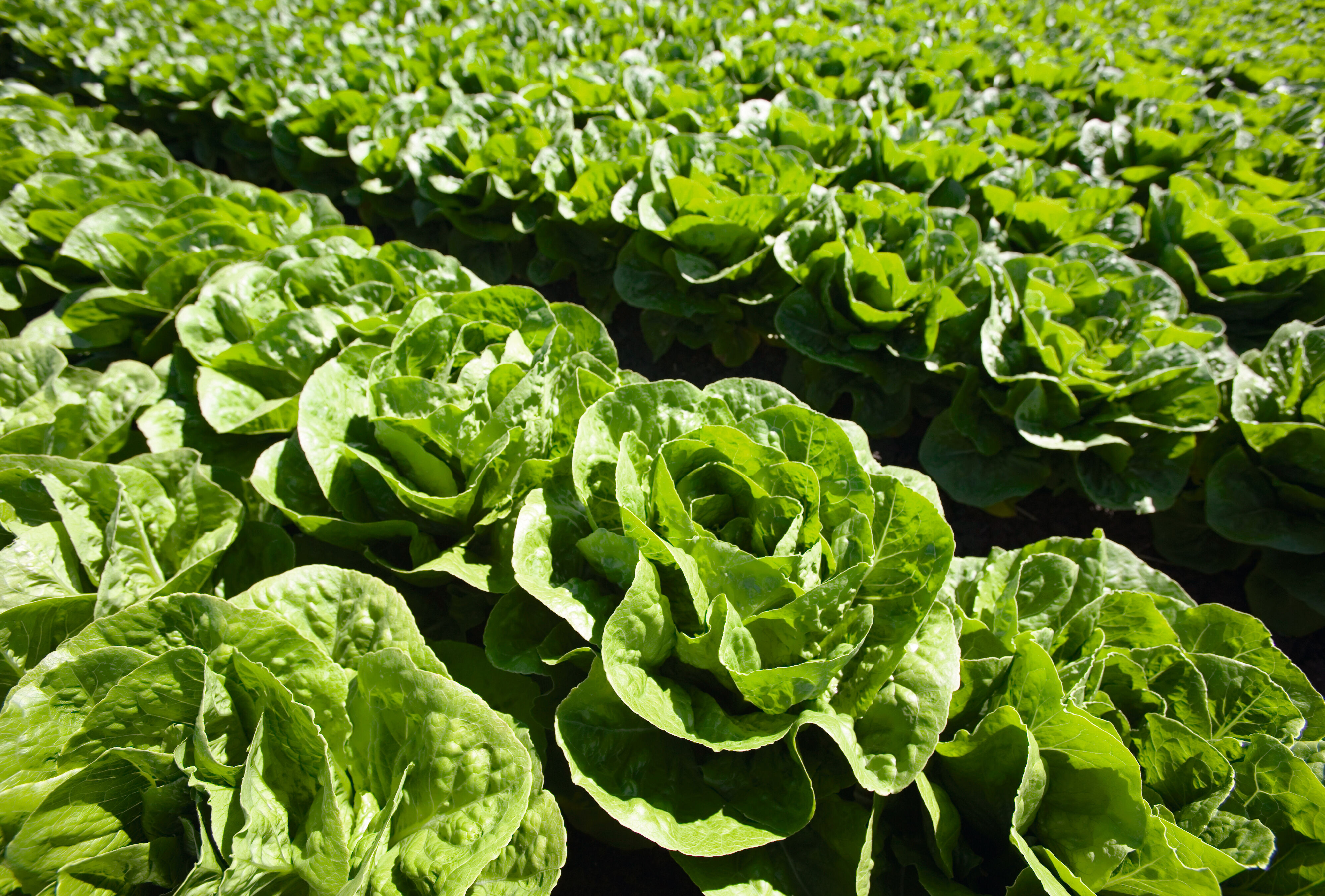 Lechuga | Koppert Argentina